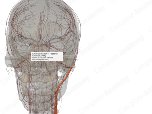 Posterior Auricular Artery - an overview | ScienceDirect Topics