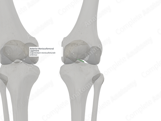 Posterior Meniscofemoral Ligament