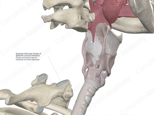 Seventh Cervical Vertebra - an overview | ScienceDirect Topics