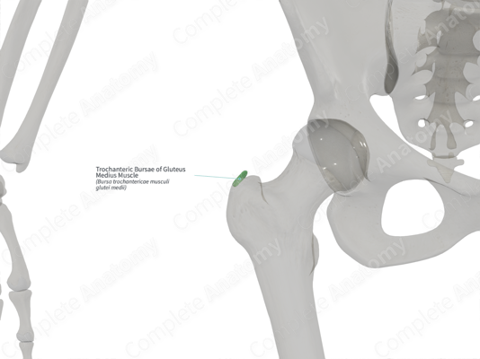 Gluteus Medius Muscle - an overview | ScienceDirect Topics