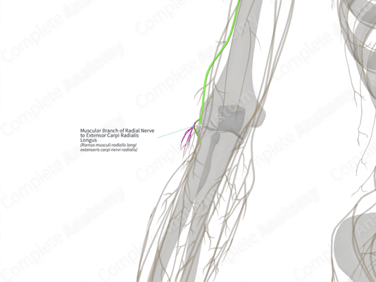 Radial Nerve - an overview | ScienceDirect Topics