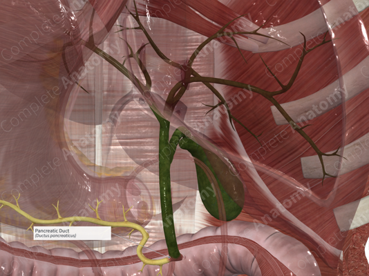 Pancreatic Duct Pancreatic Cancer Specialist In Singapore | Treatment