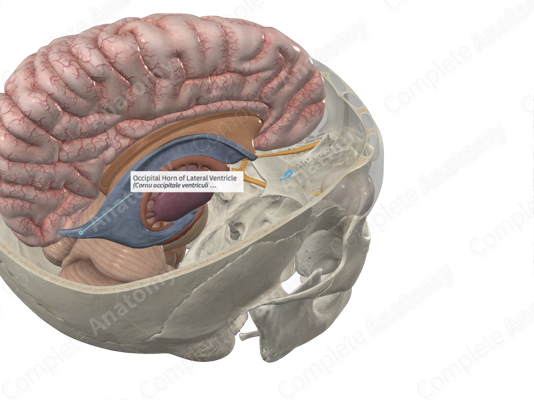 Lateral Brain Ventricle - an overview | ScienceDirect Topics