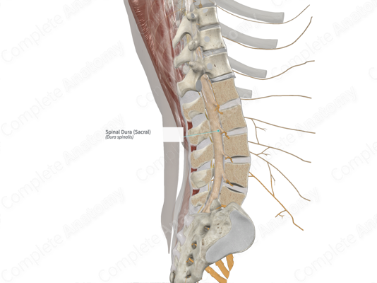 Dura Mater - an overview | ScienceDirect Topics