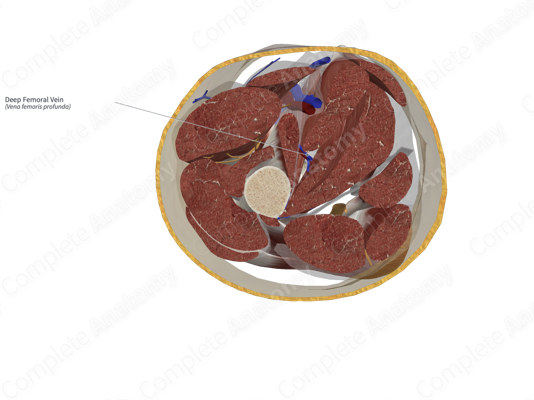 Femoral Vein - an overview | ScienceDirect Topics