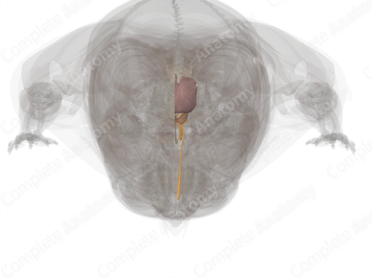 Diencephalon - an overview | ScienceDirect Topics