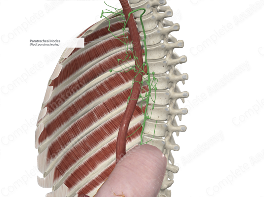 Paratracheal Lymph Nodes - an overview | ScienceDirect Topics