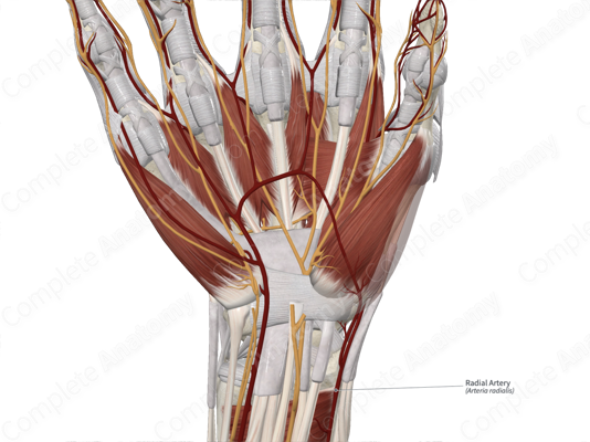 Radial Artery - an overview | ScienceDirect Topics