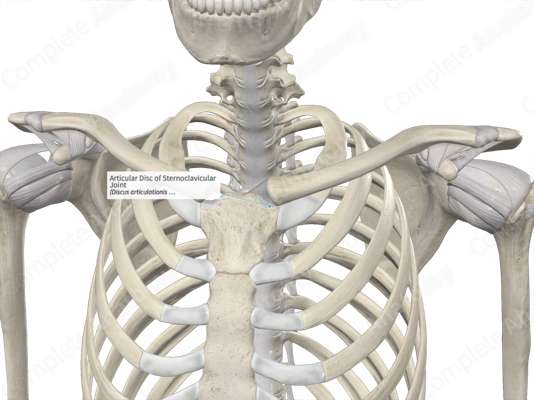 Sternoclavicular Joint Sprain