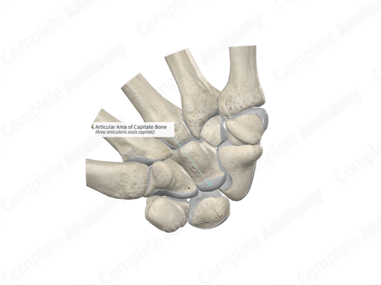 Capitate Bone - an overview | ScienceDirect Topics