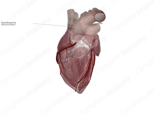 Ascending Aorta - an overview | ScienceDirect Topics
