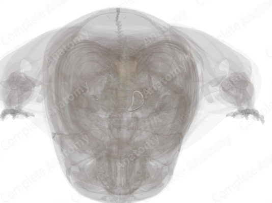 Atlantooccipital Joint - an overview | ScienceDirect Topics