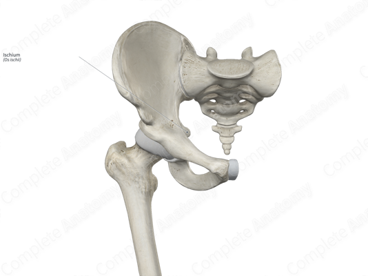 Ischium - an overview | ScienceDirect Topics