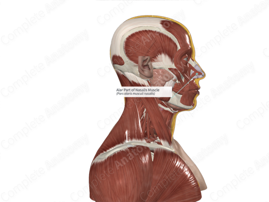 Alar Plate - an overview | ScienceDirect Topics