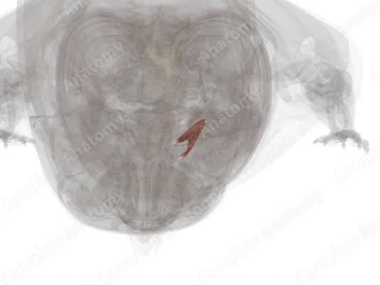 Medial Pterygoid Muscle - an overview | ScienceDirect Topics