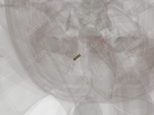 Cystic Duct - an overview | ScienceDirect Topics