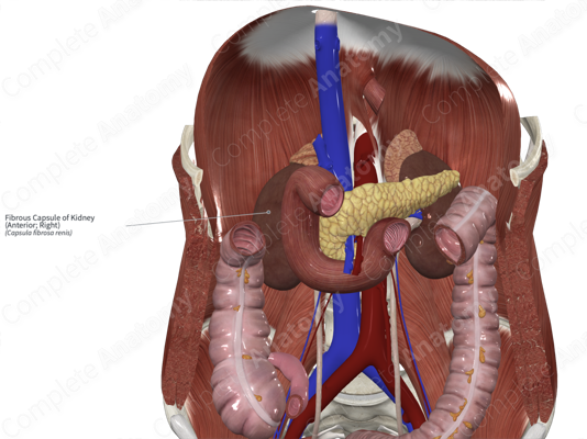 Kidney Capsule - an overview | ScienceDirect Topics