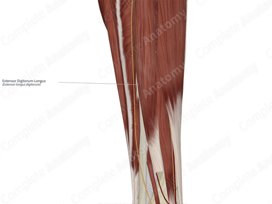 Extensor Digitorum Longus Muscle - an overview | ScienceDirect Topics