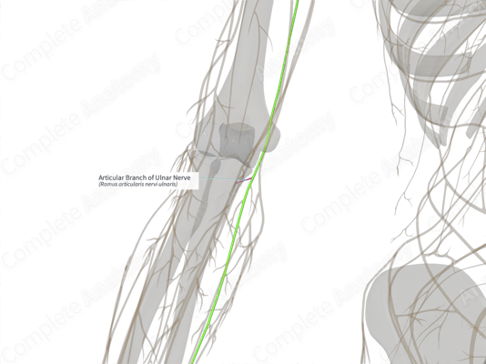 Ulnar Nerve - an overview | ScienceDirect Topics