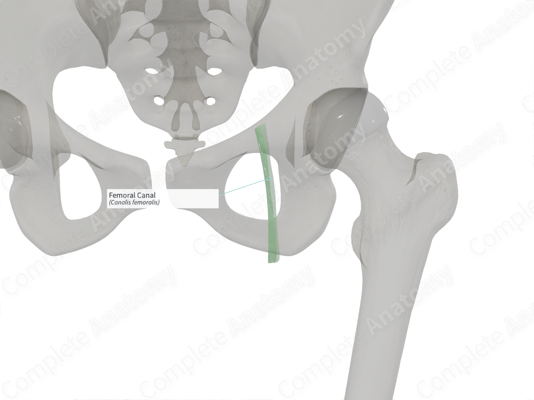 Femoral Canal - an overview | ScienceDirect Topics