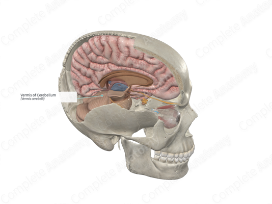 Cerebellum Vermis - an overview | ScienceDirect Topics