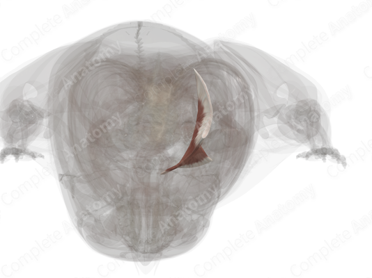 Sternocleidomastoid Muscle - an overview | ScienceDirect Topics