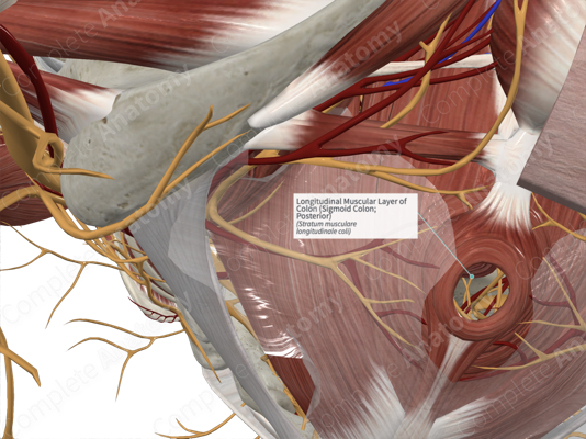 Colon - an overview | ScienceDirect Topics