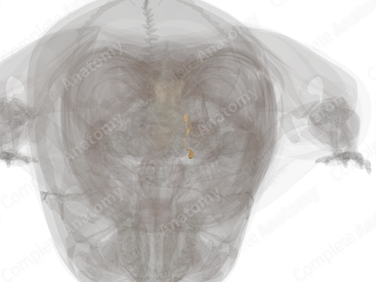 Sympathetic Trunk - an overview | ScienceDirect Topics