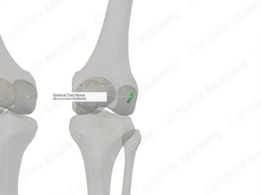 Synovial Bursa - an overview | ScienceDirect Topics