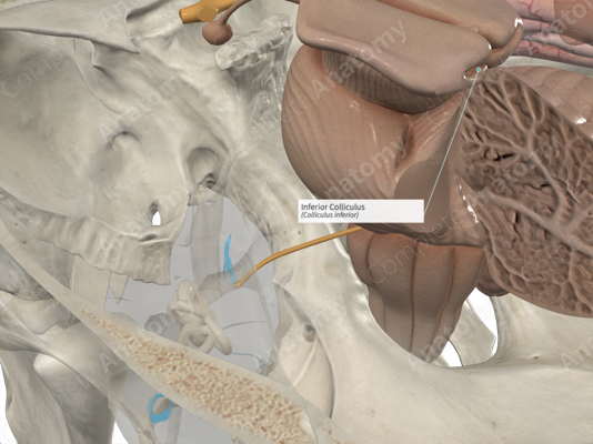 Inferior Colliculus - an overview | ScienceDirect Topics
