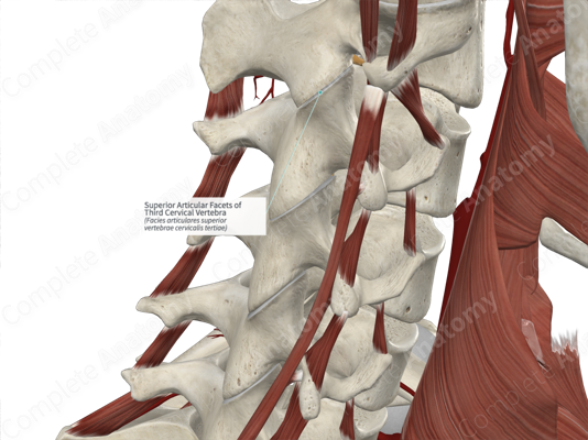 Third Cervical Vertebra - an overview | ScienceDirect Topics