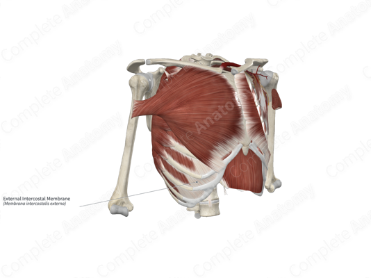 Musculo Intercostal Externo