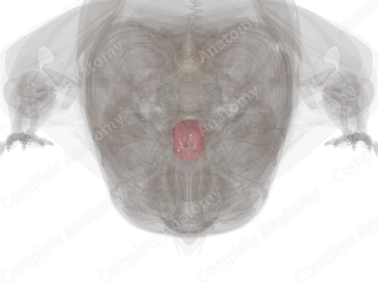 Nasopharynx - an overview | ScienceDirect Topics
