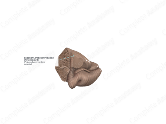 Superior Cerebellar Peduncle - an overview | ScienceDirect Topics