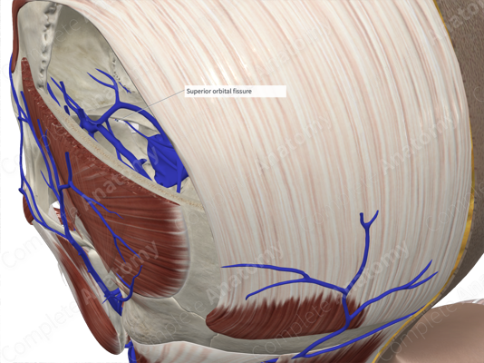Annulus of Zinn - an overview | ScienceDirect Topics