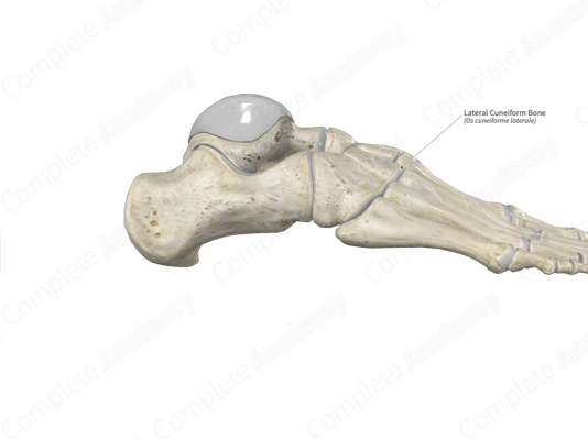 Cuneiform Bone - an overview | ScienceDirect Topics