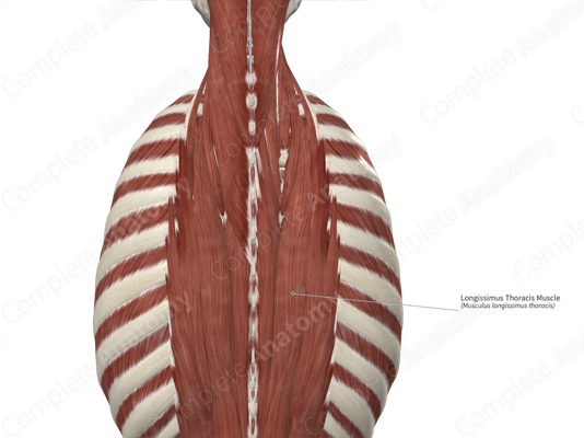 Longissimus Thoracis - an overview | ScienceDirect Topics