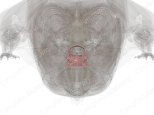Oropharynx - an overview | ScienceDirect Topics