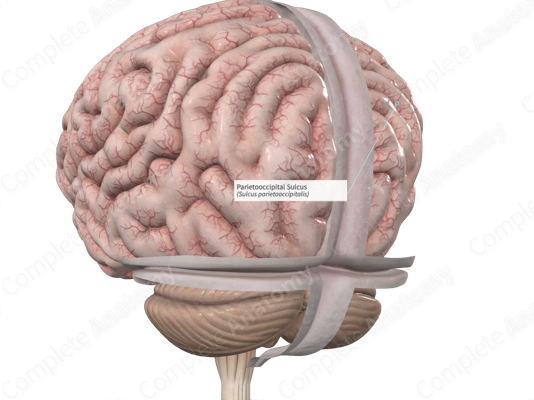Parieto-Occipital Sulcus - an overview | ScienceDirect Topics Parieto-Occipital Sulcus - an overview | ScienceDirect Topics