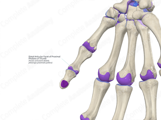 Proximal Phalanx - an overview | ScienceDirect Topics