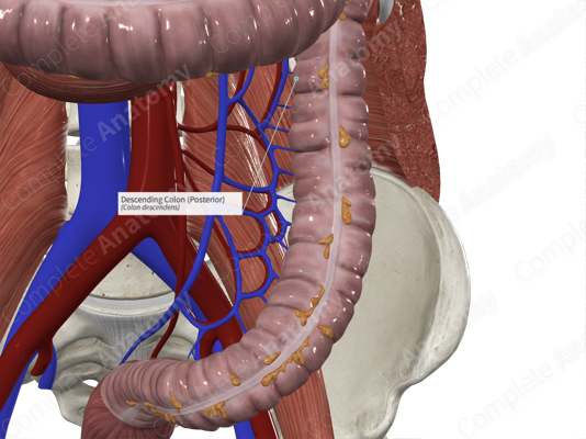 Descending Colon - an overview | ScienceDirect Topics