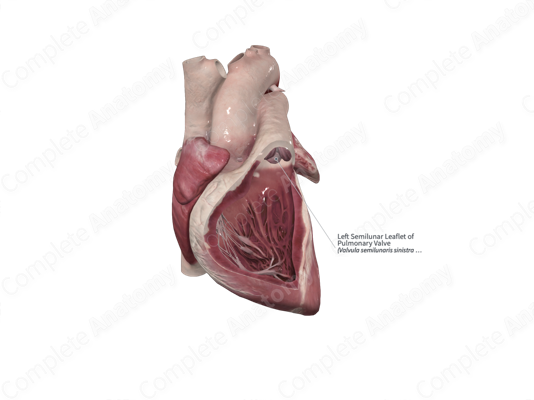 Pulmonary Valve - an overview | ScienceDirect Topics