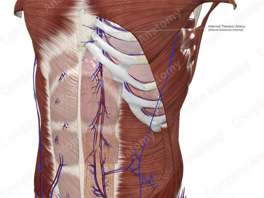 Internal Thoracic Artery Model Purely Bilateral Internal Thoracic