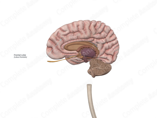 Frontal Lobe - an overview | ScienceDirect Topics