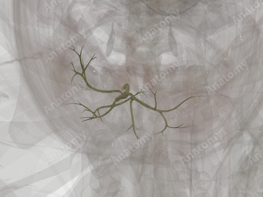 Extrahepatic Bile Duct - an overview | ScienceDirect Topics