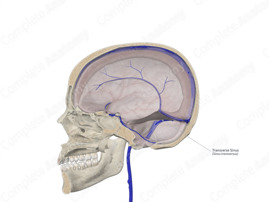 Transverse Sinus - an overview | ScienceDirect Topics