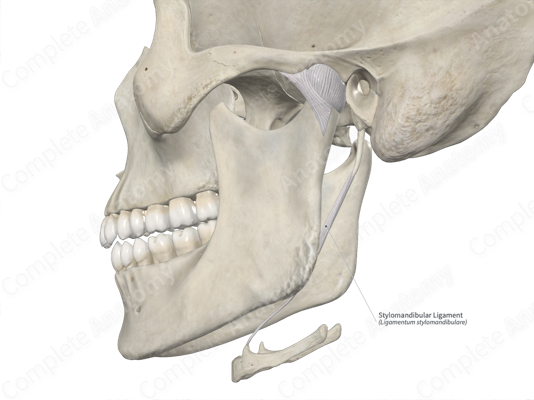 Temporomandibular Joint - an overview | ScienceDirect Topics