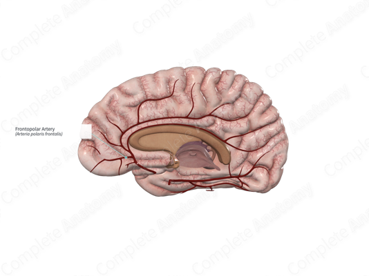 Anterior Cerebral Artery - an overview | ScienceDirect Topics