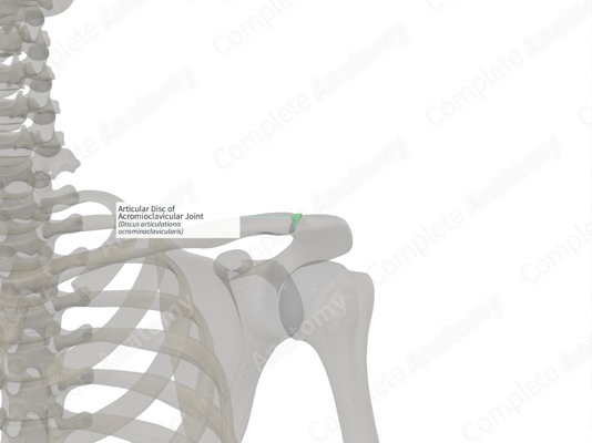 Acromioclavicular Joint - an overview | ScienceDirect Topics
