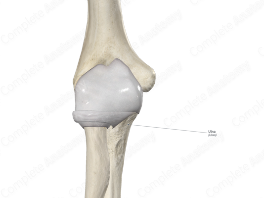 Ulna - an overview | ScienceDirect Topics
